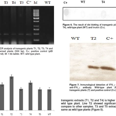 Pcr Analysis Of Transgenic Plants T1 T2 T3 T4 And T5 Transformed