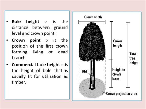 Tree Height Measurement Methods PPTX