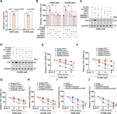 Yap M⁵c Modification Also Relies On Alyref And Increases Yap Mrna Download Scientific Diagram