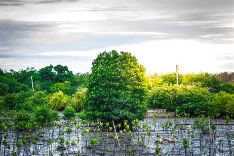 숲의 정원에서 나무 모호한 Bokeh 배경에 녹색 잎을 닫습니다 잎에 잎 자연 자연과 상쾌한 벽지 또는 백그라운드를 사용 하 여 0명에 대한 스톡 사진 및 기타 이미지
