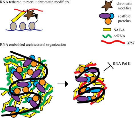 Distinct Models For Xist Rna Chromosomal Interactions And Function