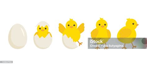 달걀에서 태어난 귀여운 아기 병아리 치킨 부화 단계 부활절 디자인에 대한 신생아 작은 노란색 만화 병아리 금이 간 껍질과 새
