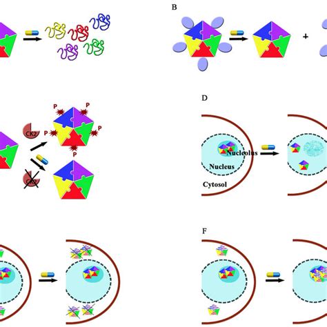 Schematic Representation Of Full Length Npm1 Structure Showing The