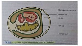 VIRUSES Structure And Classification Ppt By Dr Prince C P PPT