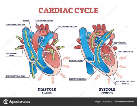 Cardiac Cycle With Heart Diastole And Systole Process Labeled Outline