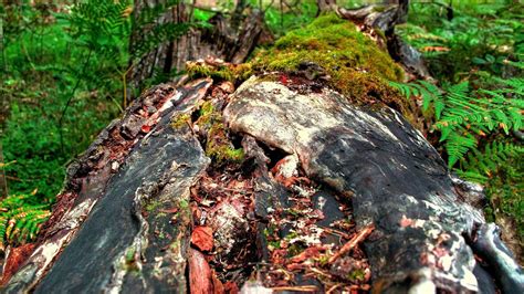 Tree Trunk HD Desktop Wallpaper Widescreen High Definition Fullscreen