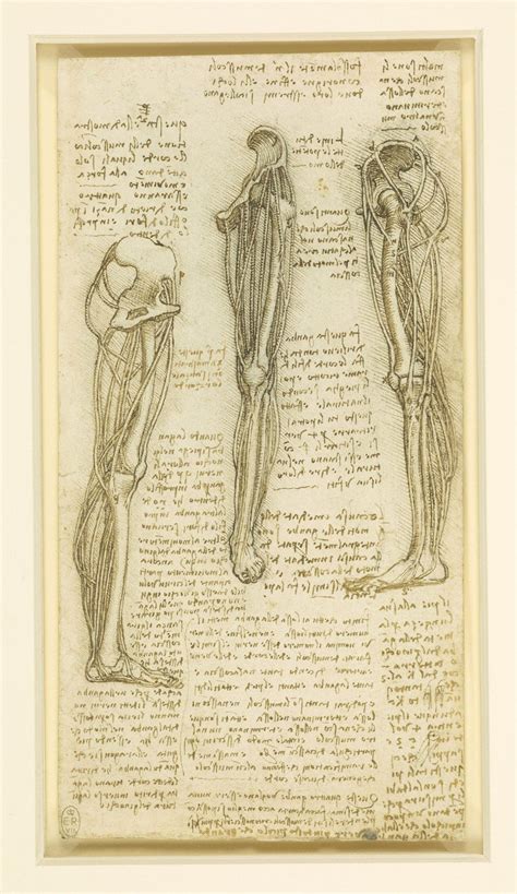 Michelangelo Anatomy Drawings