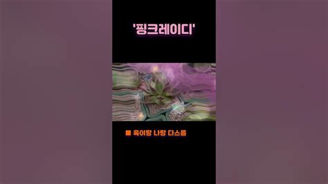 다육이름알아가기 창다육매력색감로제트 창다육대표수형알아보기 명품창다육 다육일기연꽃로제트잎장힘줄선명매력핑크레이디shorts Youtube