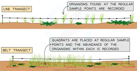 Sampling Organisms Edexcel Gcse Biology Revision Notes