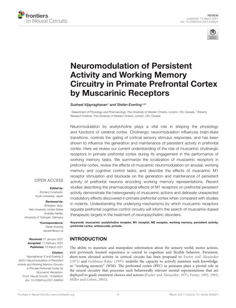 Pdf Neuromodulation Of Persistent Activity And Working Memory