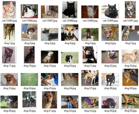 Resnet从理论到实践（二）使用resnet 18进行猫狗分类 知乎