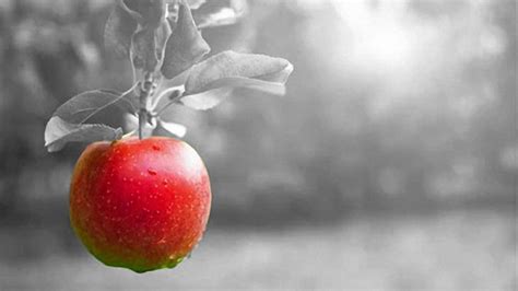 Molla E Kuqe Telegrafi Telegrafi