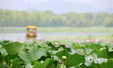 北京暑热正浓 颐和园荷花与莲蓬构成夏日画卷 图片频道