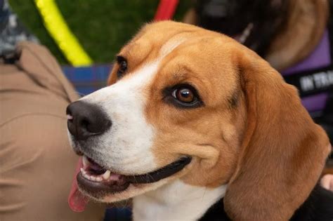 Do Beagles Smile A True Sign Of A Happy Beagle
