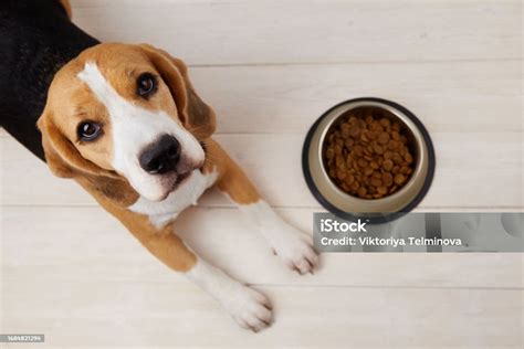비글 개가 마른 음식 한 그릇 옆에 바닥에 누워 있습니다 카메라를 봅니다 먹이를 기다리고 있습니다 개에 대한 스톡 사진 및 기타
