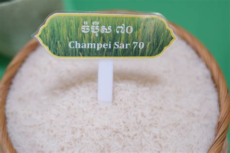 មន្ត្រីជាន់ខ្ពស់ក្រសួងកសិកម្មថា ការជ្រើសពូជស្រូវសុទ្ធ នឹងទទួលបានទិន្នផលច្រើន