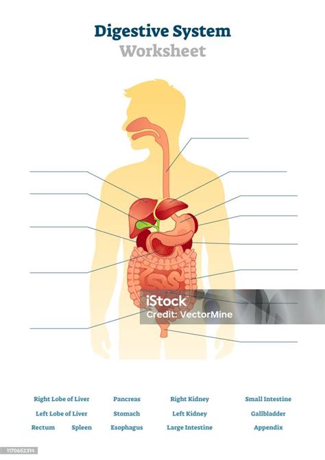 소화 시스템 워크 시트 벡터 그림입니다 빈 내부 장기 구성표 결장에 대한 스톡 벡터 아트 및 기타 이미지 결장 과학 교육 Istock