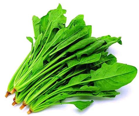 菠菜比传言要有营养的多吃起来吧丨IN食刻 知乎