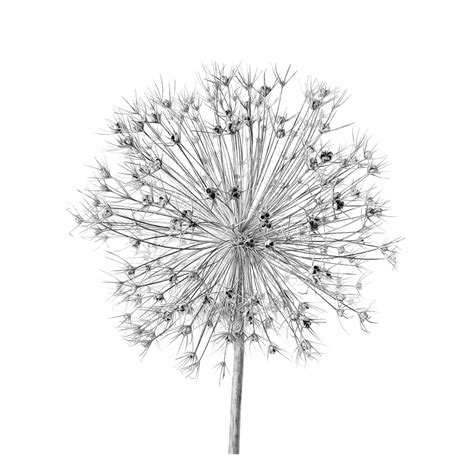 Stelliferous Allium Drawing Nick Mcmillen