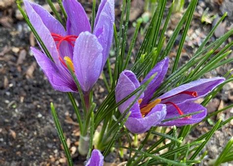 Growing Saffron Flower Saffron Crocus Guide Hgtv