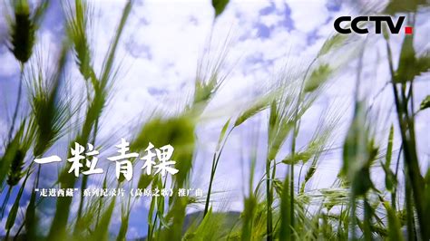 西藏音乐人丹真罗布《一粒青稞》 Mv抢先听！纪录片《走进西藏·高原之歌》推广曲 Cctv「走进西藏·高原之歌」 Youtube