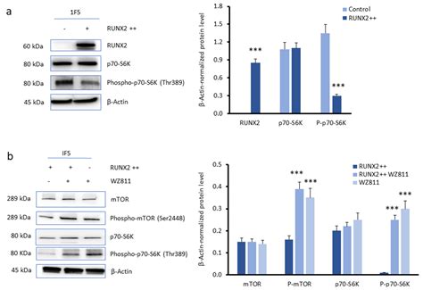 Exploring The Interplay Of Runx2 And Cxcr4 In Melanoma Progression