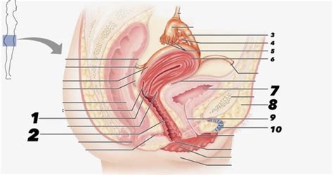 Male And Female Reproductive System Labeling Flashcards Quizlet