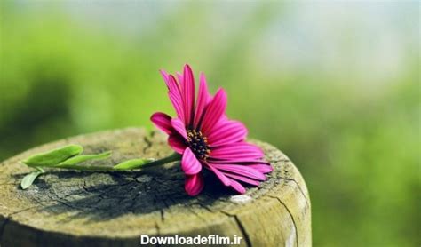 عکس تصویر زمینه برای کامپیوتر