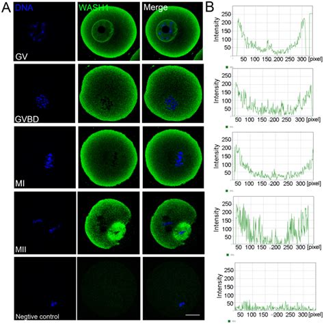 A Subcellular Wash1 Localization During Mouse Oocyte Meiosis Based On