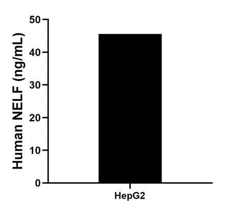 Nelf Antibody 83490 1 Pbs Proteintech