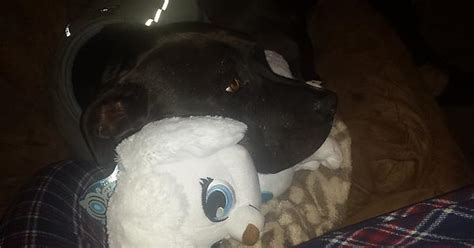Scary Pit Bull Smothers Helpless Stuffed Animal Imgur