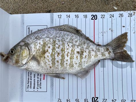 Surf Perch Fishing Ultimate Guide The Best Surf Perch Rigs Set Ups