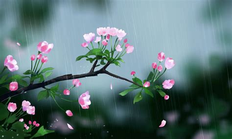 雨水花信 雨水花信风 大山谷图库
