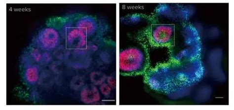 自动监测 Ipsc 衍生的 3d 脑类器官的发育和活动分析 知乎