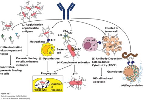 B Cell Effector Responses Flashcards Quizlet