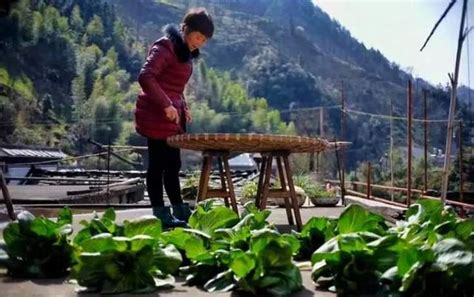農曆中國 十月初九 醃菜 每日頭條