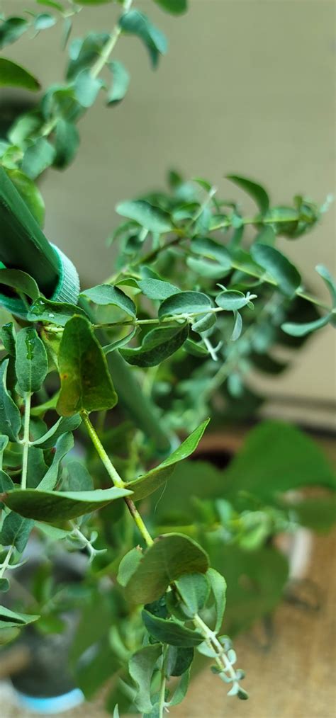 유칼립투스가 안자라요 지식in