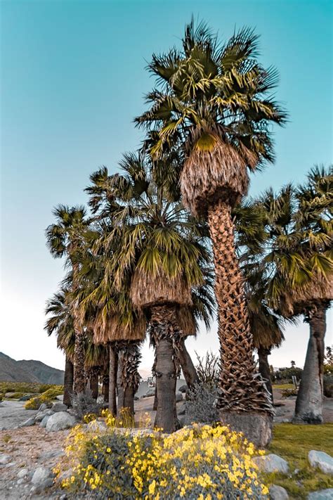 Palm Springs Trees V2 Global Girl Travels
