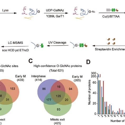Smc4 Protein Degradation Requires APC C Ubiquitin Ligase A Analysis
