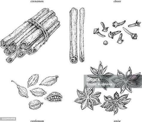 Bumbu Ilustrasi Stok Unduh Gambar Sekarang Kayu Manis Botani