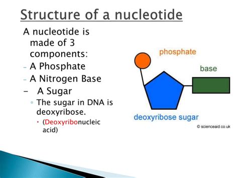 Science 10 Quarter 3 Dna Structure Ppt Ppt Programming Languages Computing