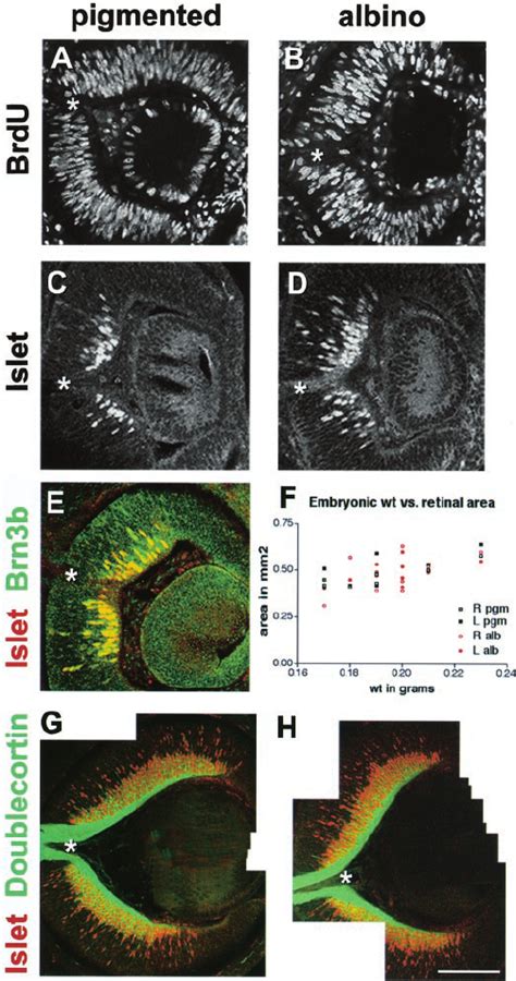 Rgc S Initiate Proliferation And Differentiation At The Same Time In