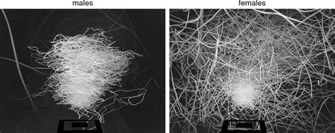 Swarm Structure In Single Sex Male And Female Swarms The Download