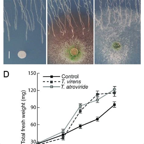 Effect Of Trichoderma On Arabidopsis Growth Photographs Of 10 D Old Download Scientific