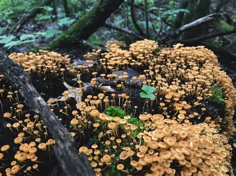 A Tiny Forest Rmushroomporn