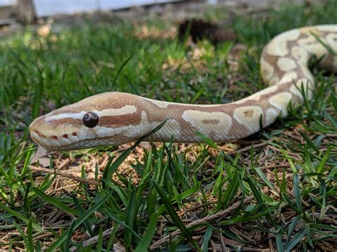 some outside enrichment beauty shots r ballpython