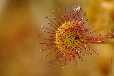 Росянка сибирская 66 фото