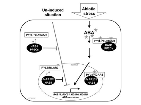 S Chematic Model Describing The Function Of The Pp2c Pyl Rcar Download Scientific Diagram