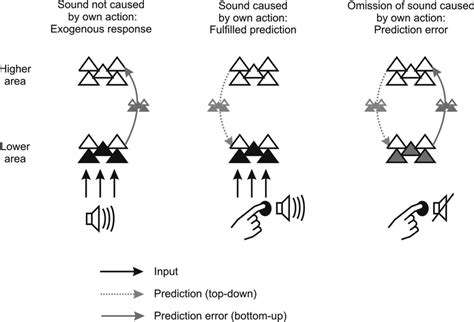 schematic of hypothesis according to predictive coding models depicted
