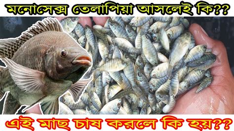 মনোসেক্স তেলাপিয়া মাছ চাষের খুঁটিনাটি তেলাপিয়া মাছ চাষ পদ্ধতি নূর
